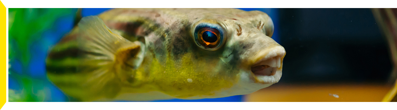 Elderly Fish - Pet Friendly Future