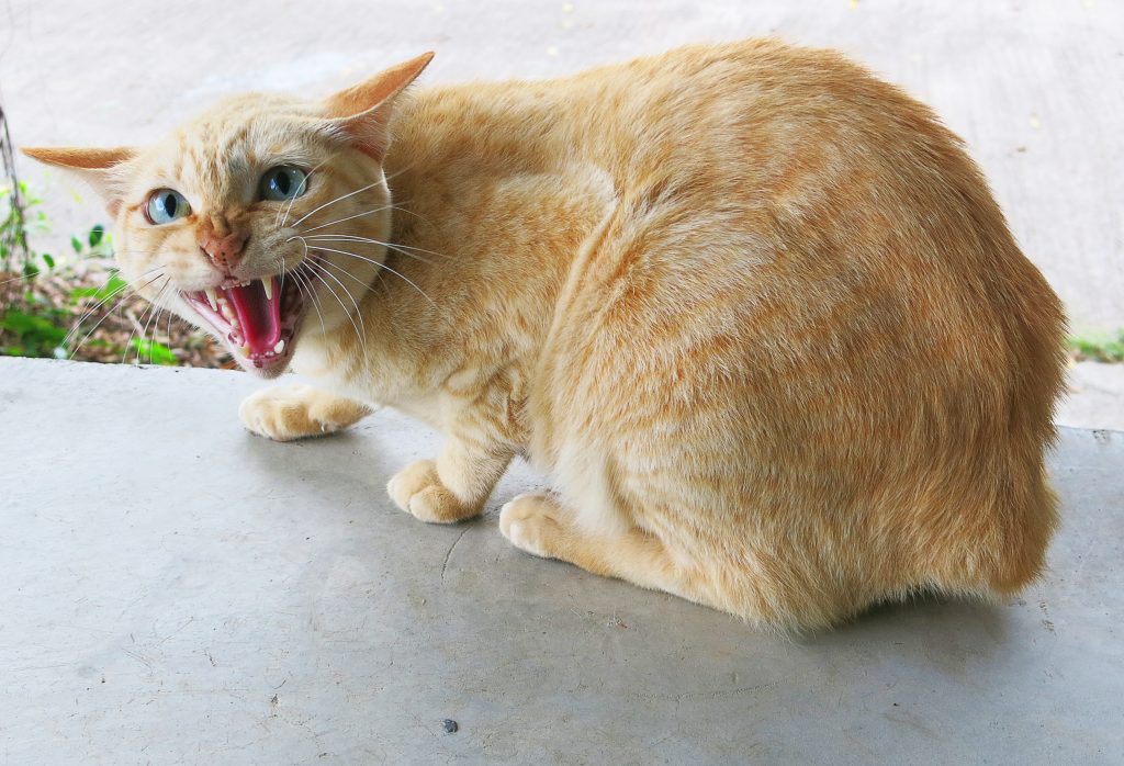 Cat Communication Hissing & Spitting - Pet Friendly Future