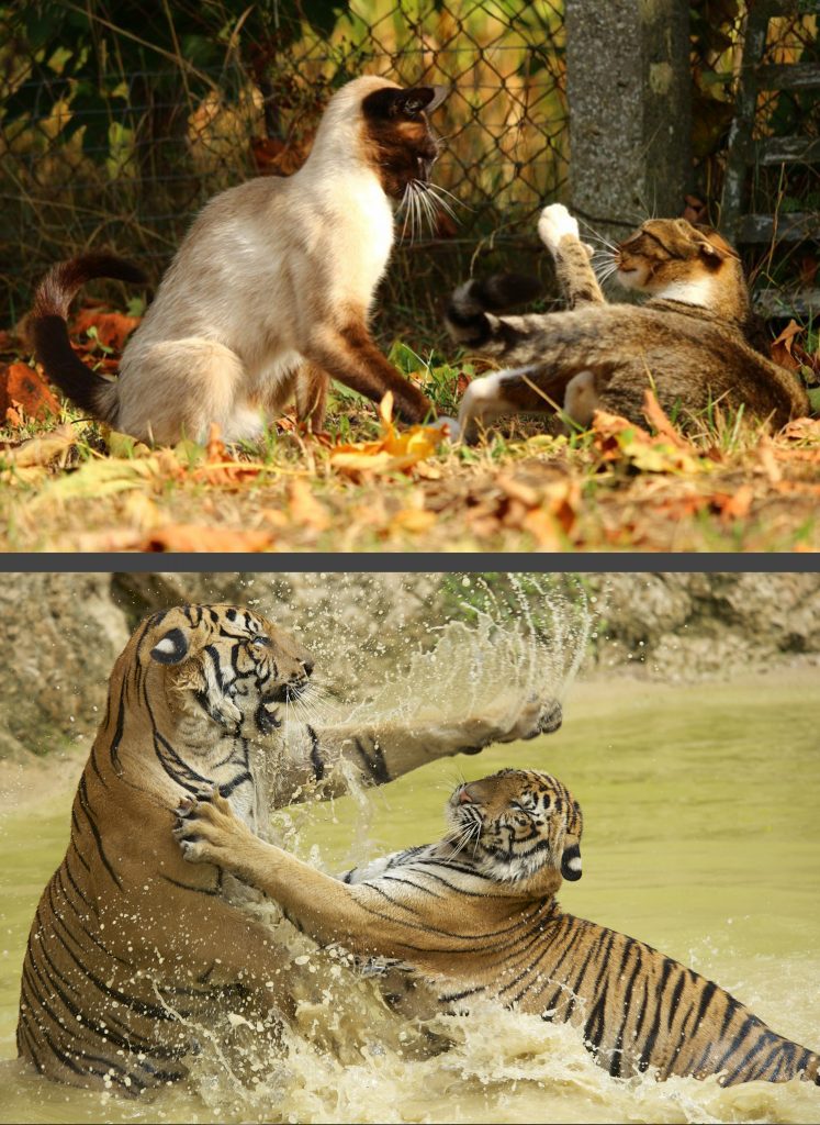 Cats Fighting Body Postures - Pet Friendly Future