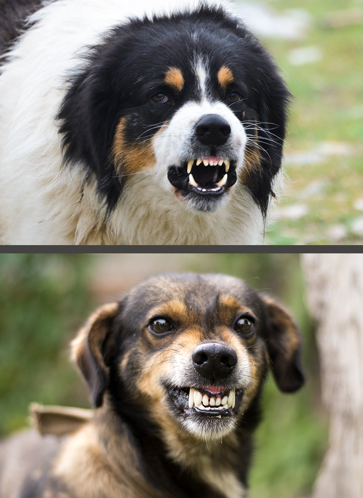 Dog Body Language & Communication - Pet Friendly Future